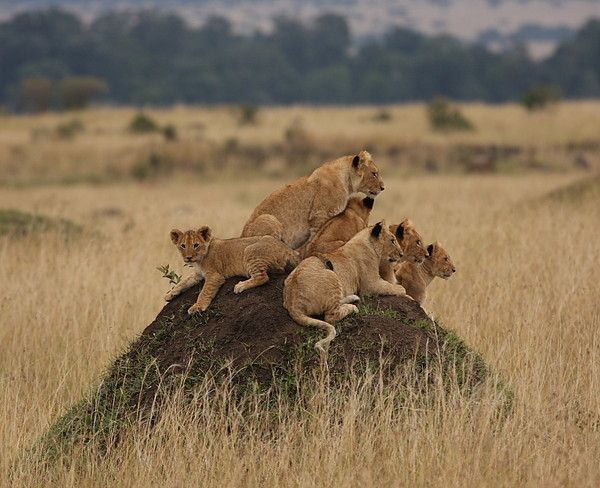 belles images animaux sauvages - Page 11