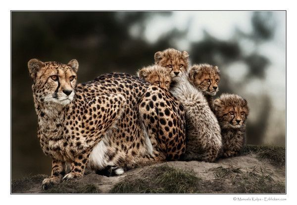 belles images animaux sauvages - Page 21