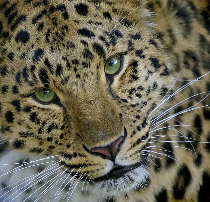 belles images animaux sauvages - Page 21