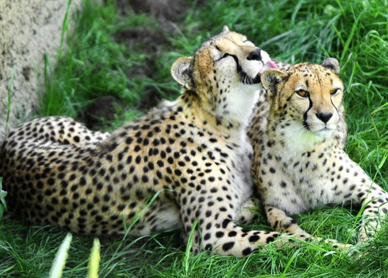 belles images animaux sauvages - Page 26