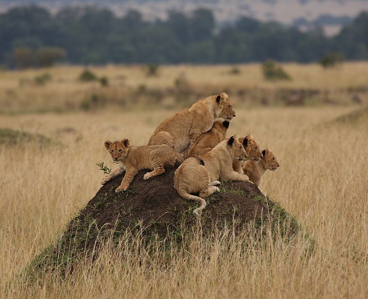 belles images animaux sauvages - Page 11