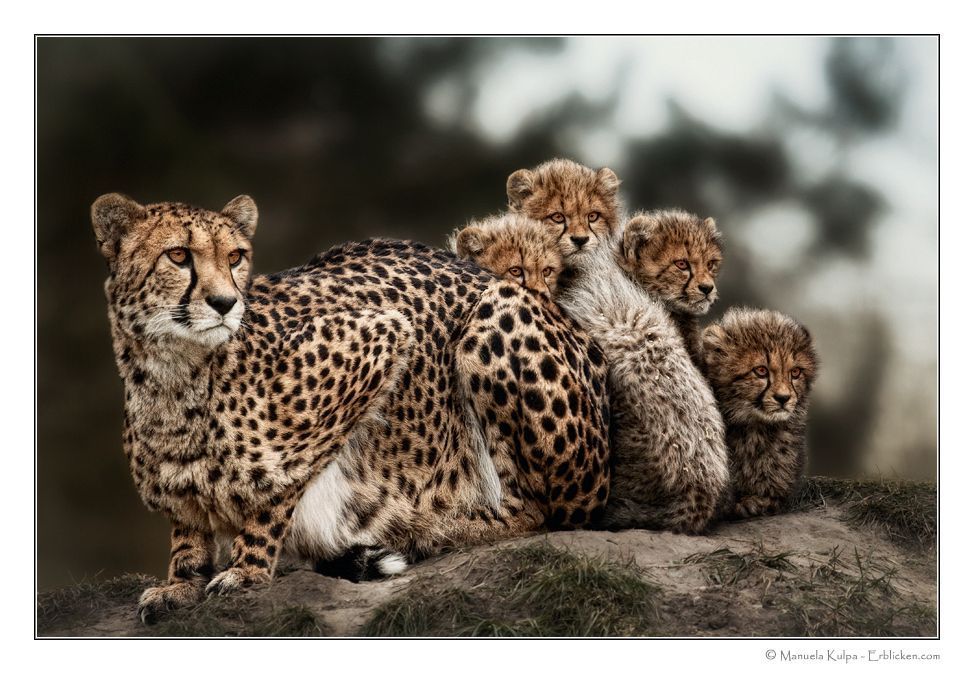 belles images animaux sauvages - Page 21