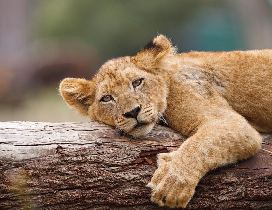 belles images animaux sauvages - Page 13